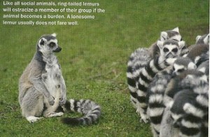 Monkey See, Monkey Do | Mindful Muses